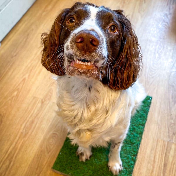 Dog Training Pivot Box and Place Board 2 Piece Bundle for Dog Agility ...