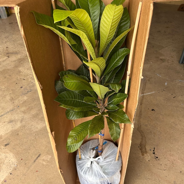 Mango MANILA, CARABAO, FILIPINO Tree, Grafted, 3gl - Etsy