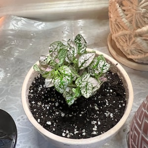 Hypoestes Pink polka Dot Plant Starter Plant ALL STARTER PLANTS Require ...