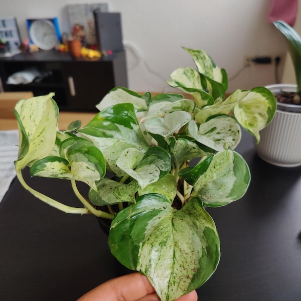 Efeutute Happy Leaf