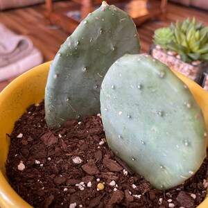 3 Small PADS Spineless Thornless Edible Nopales Prickly Pear Cactus ...