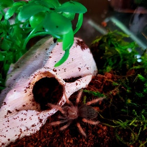 Skull Hide Cave Decor Tarantulas Enclosure. Water-resistant - Etsy