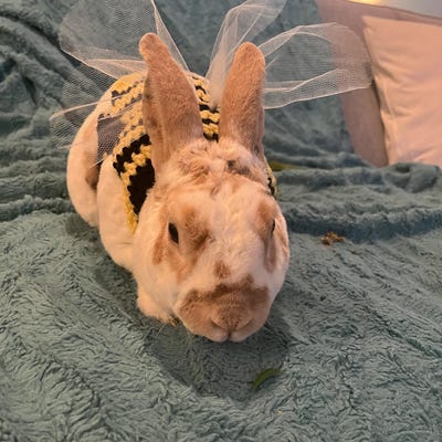 Rabbit Costume, Bumble Bee Costume, Bumble Bee Outfit, Rabbit Clothes ...