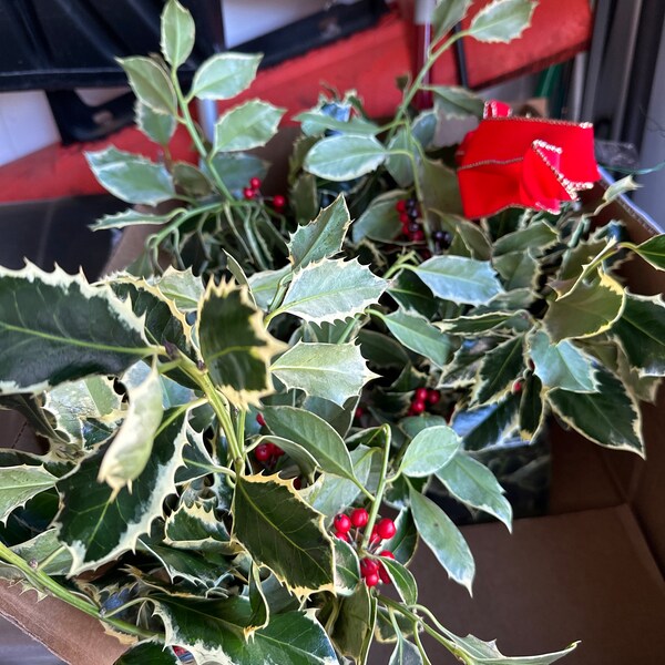 Fresh Evergreen & Holly Swag - Etsy