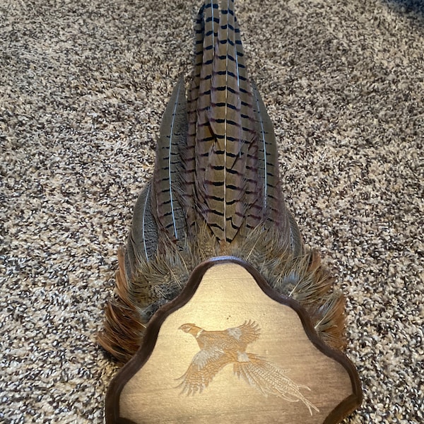 Pheasant Plaque- Standard Hardwood - Etsy