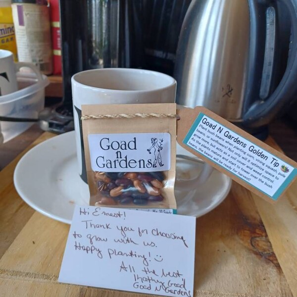 Cacao Tree Starter Plant – Live Tropical Fruit Tree (theobroma Cacao ...