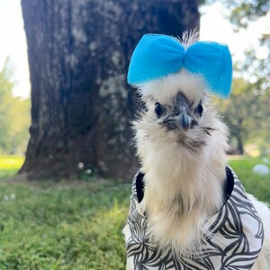 Silkie Hair Bows Hair Bow for Silkies Chicken Accessories Chicken Hair ...