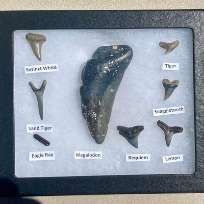 XL Premium 10 Piece Megalodon Era Authentic Fossil Shark Teeth ...