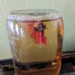 Adjustable Betta Hoop Betta Olympics Training Beginner - Etsy