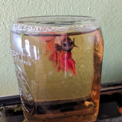 Adjustable Betta Hoop Betta Olympics Training Beginner - Etsy