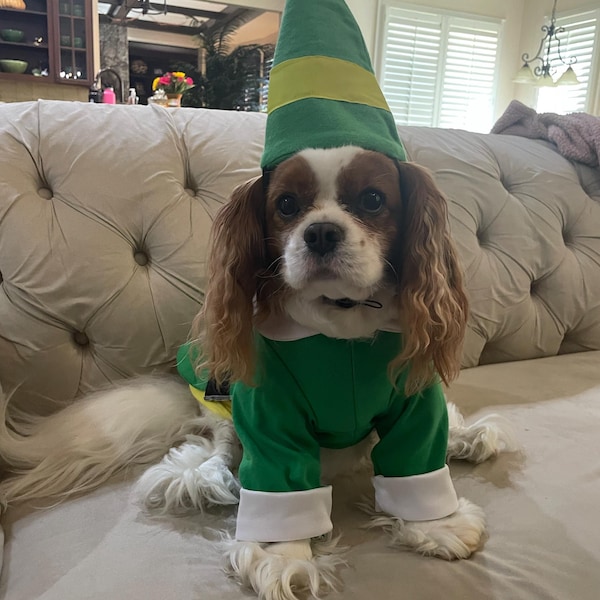 Kentucky Derby Dog Dress, Kentucky Derby Dog Outfit, Girl Dog Outfit ...