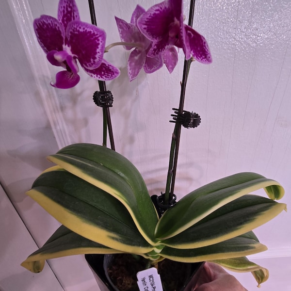 Husky Plant , Ruby Velvet Red Phalaenopsis Formosa Ruby 'brilliant' - Etsy