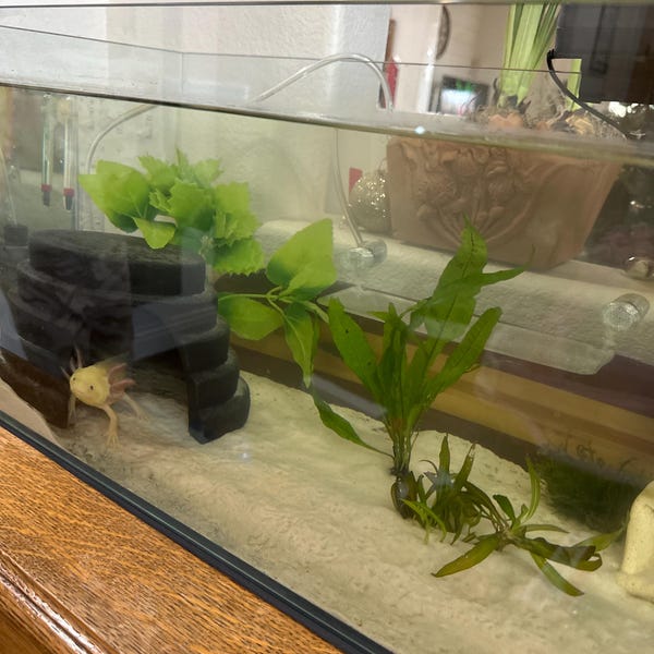 Axolotl Aquarium Plant Bundle (6 Pack), Java Moss & Fern, Anubias ...
