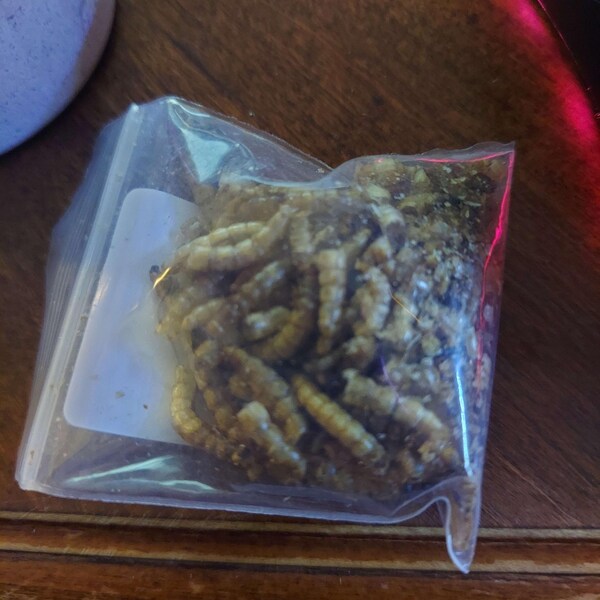 4 Pc Mini Lotus Pod Climbers - Tank Enrichment - Etsy