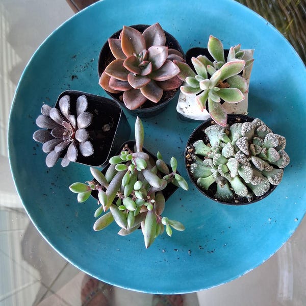 Blue Glow Agave | 4 Inch | Live Agave Plant | Cactus | Indoor Plant ...