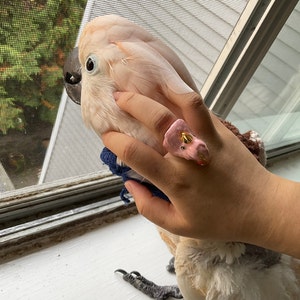 Frog Prince Ring Frog Ring Original. - Etsy