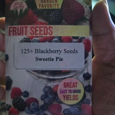 Phlox Seeds 125 Seeds Blue Moon Garden Bloom Flower Seed Flowers Garden ...