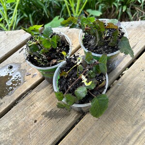 5 Raspberry Plants Joan J Completely Thornless, Everbearing, High ...