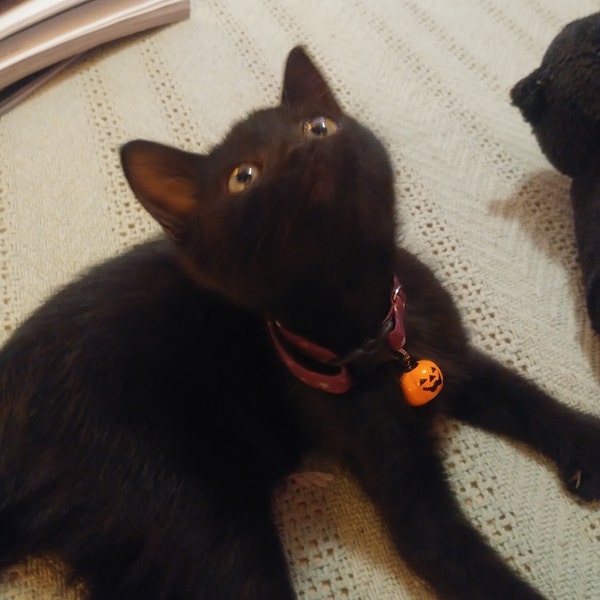 Halloween Cat Bell – Cute Pumpkin (pumpkin Bell) - Etsy