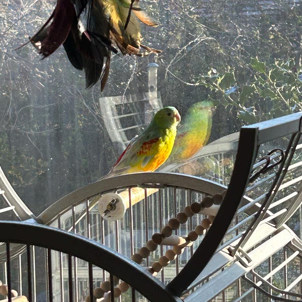 Natural Silver Birch Hardwood Round Log Slices Rustic Green Hard Wood ...