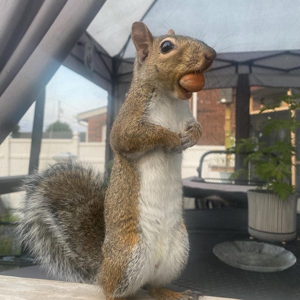 Utah Acorn Mix Squirrel Feed With Black Sunflower Seeds and Dried Corn ...