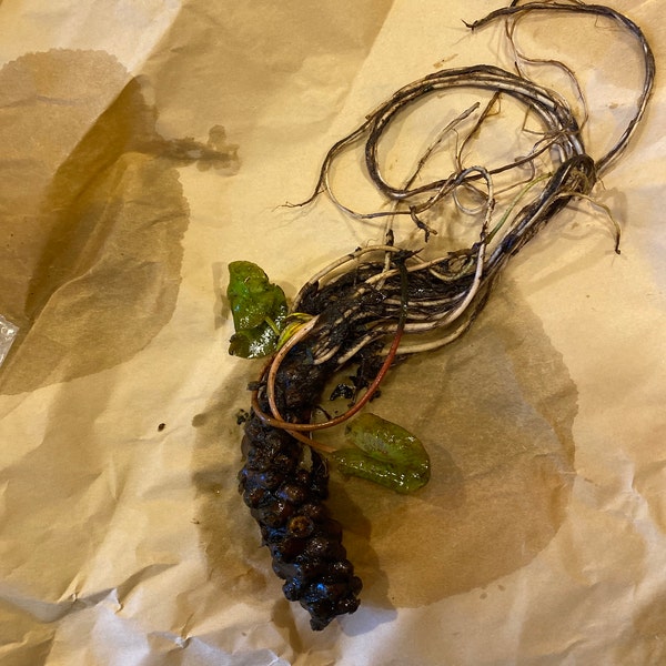 Casey Jones | American Folk Heroes Series | Limited Edition Plate No ...