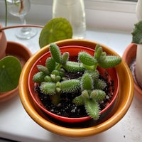 Red Lampranthus Ice Plants Drought Tolerant Coastal Hardy Trailing ...