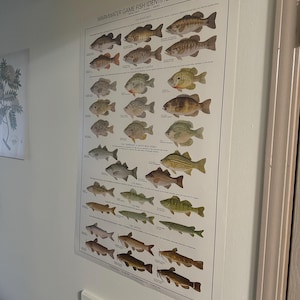 Fish Educational Poster Print | Eastern Gamefish Identification Chart ...