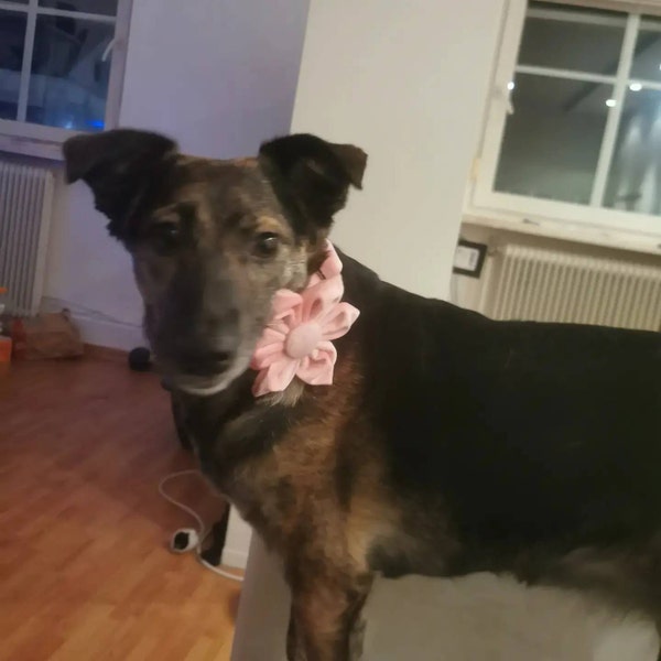 Pink Velvet Personalize Dog Collar Leash Set Flower Bow for Small ...