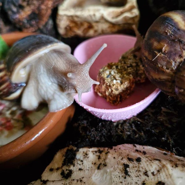 Land Snail Kit, Ideal for Garden Snails - Etsy