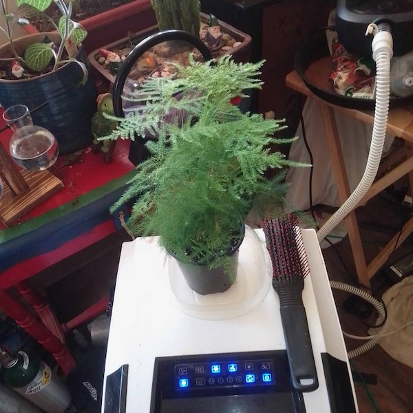 4”-pot of Plumosa Fern, Asparagus, Foxtail Fern, Ming Fern, Lace Fern ...