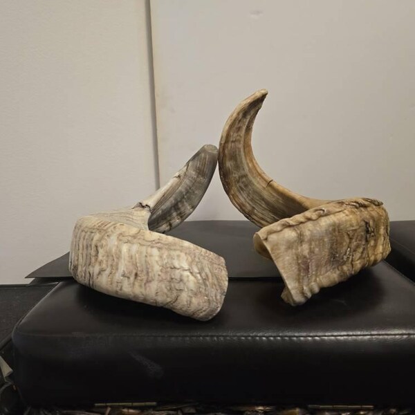 Real Oryx Horn - Genuine Gemsbok Horn Polished- Real Horns Antlers Arts ...