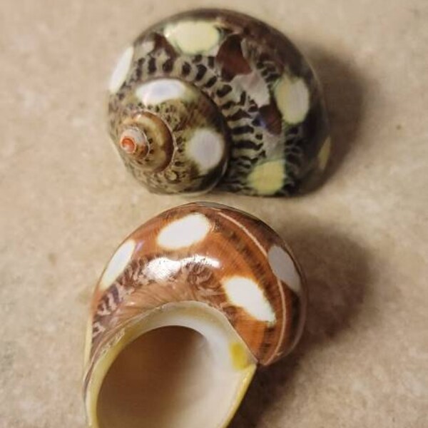 Spotted Turbo Petholatus I Spotted Shell I Turbo Seashell I Turbo ...