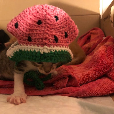 Elf Cat Costume, Elf Cat Outfit, Christams Hat and Collar for Kitten ...