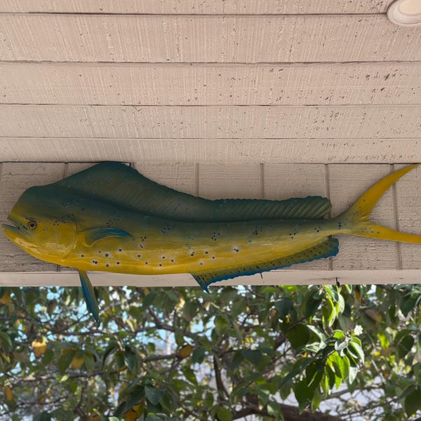 Bull Dolphin (dorado, Mahi Mahi) Fish Mount - 53 Inches - Half Mount - Etsy