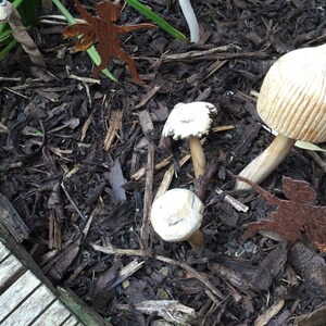 Rusty Metal Crow Fence Post Topper / Raven / Bird Art / Garden | Etsy