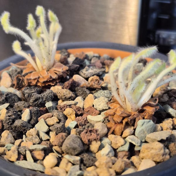 Bulbine Torta, Super Rare Succulent！ - Etsy