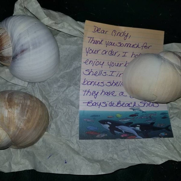 3 SPOTTED DARK PEACH Large Northern Moon Snail Shells, Colorful ...