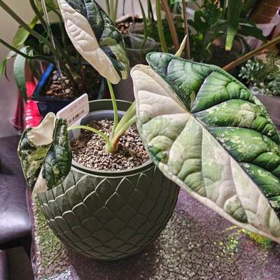 Sitting Chick Plant Pot Cute Animal Planter Minimalistic Decor 3D ...