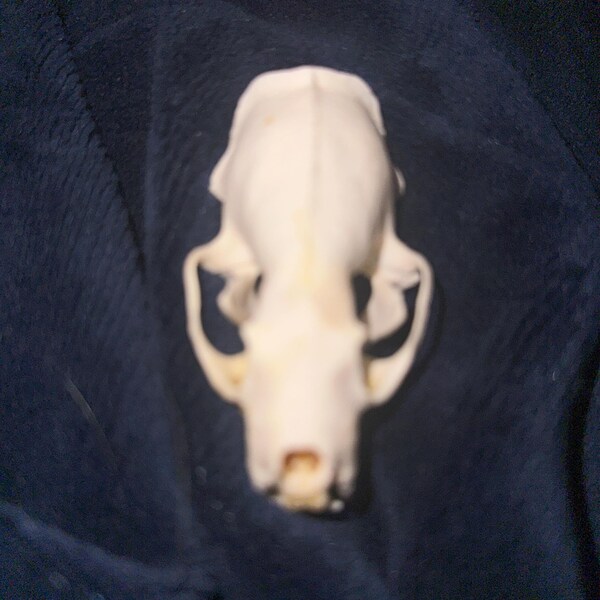 Exquisite Real Mink Skull Bone Specimen After Cleaned and Bleached - Etsy