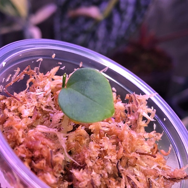 Anthurium (carla X Bvep/antolakii) X Carlablackiae - Wysiwyg - Etsy