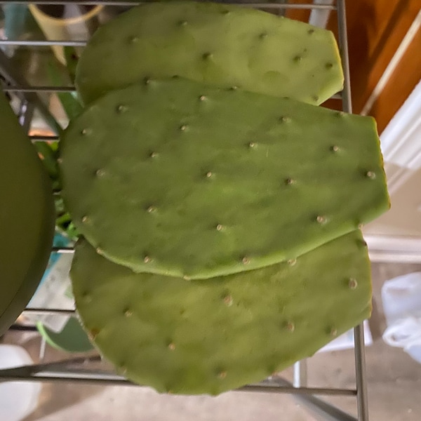 3 Small PADS! Spineless Thornless Edible Nopales Prickly Pear Cactus ...