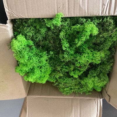 World Map With Moss, World Map With Reindeermoss on a Self-adhesive ...