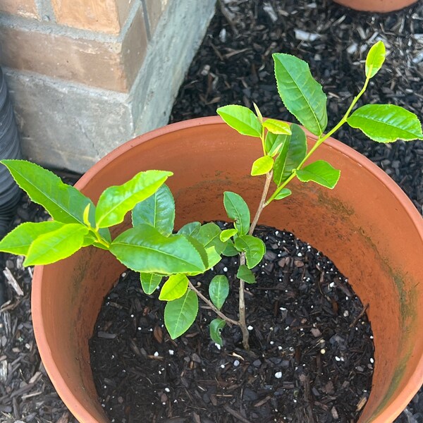 Camellia Sinensis (live Tea Plant Propagated From Plants at Former ...