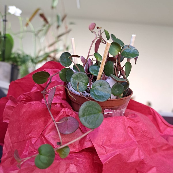 Peperomia Ruby Cascade, Trailing Peperomia, Trailing Plant, Hanging ...