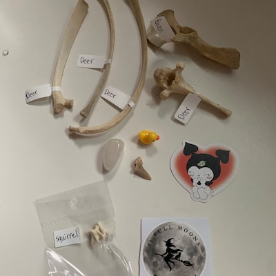 Guarunteed Bones Spooky Mystery Box, Oddity Mystery Box, Gothic Mystery ...