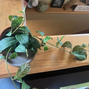 Syngonium 'merry Maria' Houseplant Arrowhead House | Etsy