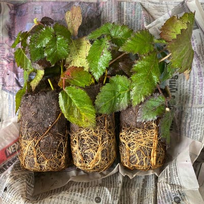 5 Raspberry Plants Joan J Completely Thornless, Everbearing, High ...
