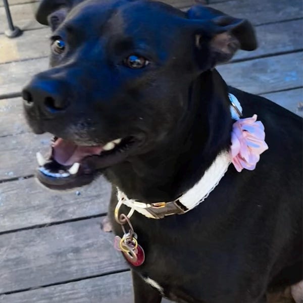 Custom White Lace Personalized Fancy Wedding Dog Collar or Dog Flower ...