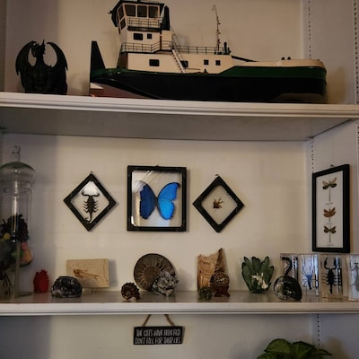 Real Framed Giant Actias Luna Moth 3D Floating Shadow Box Insect ...